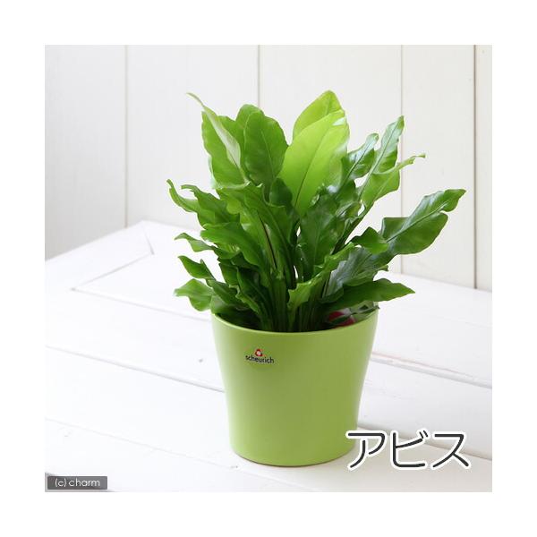 _kame　muryotassei_800_899　_hachu　_gardening　観葉植物　ガーデニング　ビバリウム　アクアテラリウム　パルダリウム　水草　着生シダ　シマオオタニワタリ　Asplenium　nidus'Avis'　シダ...