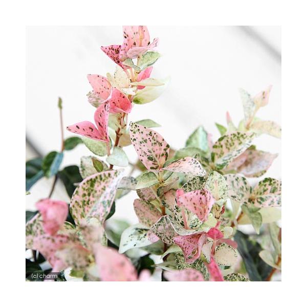 観葉植物　Oobachi　ガーデニング　ビバリウム　アクアテラリウム　パルダリウム　山野草　つる性　クライマー　キョウチクトウ科　初雪葛　定家葛　フイリテイカカズラ　テイカカズラ　Trachelospermum　asiaticum　'Hat...