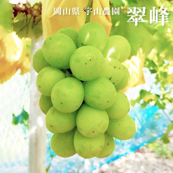 【発売日：2026年09月15日】大粒種で見ごたえもたっぷり。さわやかな甘みと香り高い風味を持つぶどうです。近年シャインマスカットの登場で人気に陰りもある中、根強い翠峰ファンも多い。【予約商品】※9月中旬頃に順次発送予定【配送について】産地...