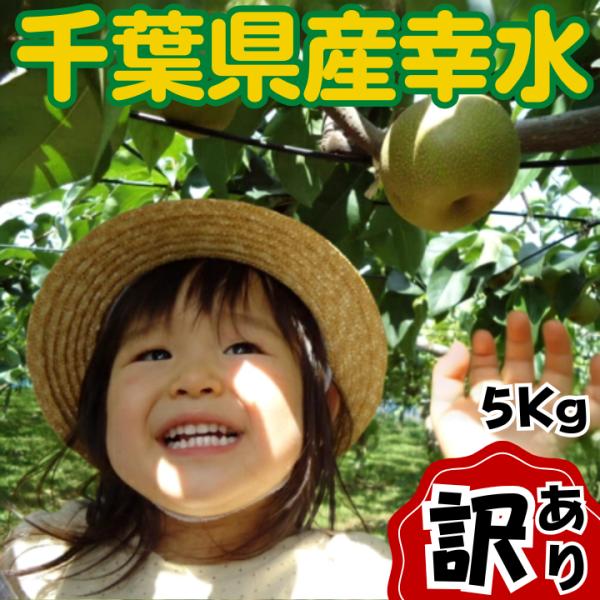【爆買】 爆買いWeek 幸水 5kg【訳あり】【３Ｌ】こうすい 梨 5キロ 集荷量で有名 なし【全国出荷量有名産地】千葉県の梨 幸水ナシ限定予約　【幸水】【梨】【なし】【千葉県産　梨】【梨 千葉】【梨 幸水 千葉県】【幸水梨】【幸水 梨】...