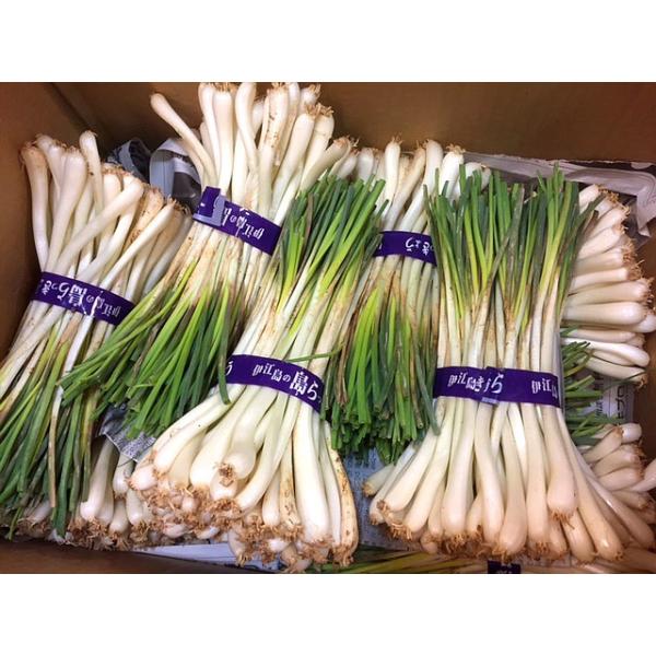 ※6月以降の島らっきょうは茎の部分がありません、予めご了承の上ご購入下さい。