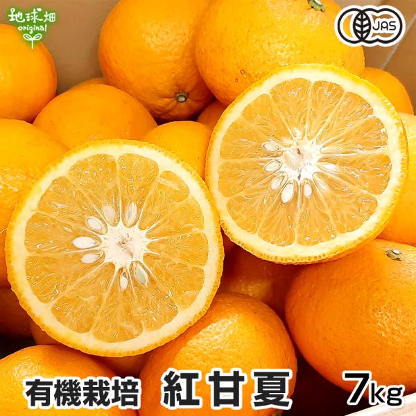 ◆地球畑の紅甘夏◆熊本県との県境で、海に近い温暖な場所で栽培されています。2月〜4月にかけて収穫・出荷を行います。収穫はじめの2月は酸味が強いですが、徐々に和らいできます。一個の重さが300〜400g前後。香りが良くて爽やかな酸味があり、食...