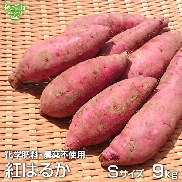 今年もさつまいものシーズンがやってきました。掘り始めの８月〜10月頃までは、甘さ控えめでさっぱりとした味。新ものならではのホクホク感をお楽しみ頂けます。◆おいしく頂くコツ◆この時期の紅はるかは蒸して食べるのがおすすめです。お箸が通るくらいま...