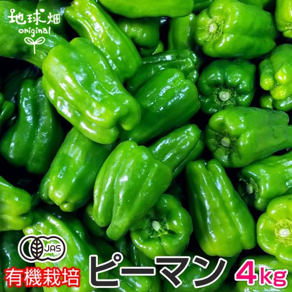 ◆地球畑のピーマン◆ハウス栽培が盛んで全国各地で栽培されているため、今では一年中新鮮なピーマンを食べることができますが、夏が旬のお野菜です。地球畑では、旬のピーマンならではの風味を味わって頂きたく、化学肥料・農薬を使用せず、有機栽培で育てて...