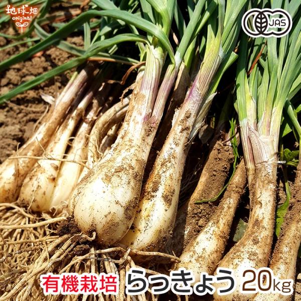 ◆地球畑の有機らっきょう◆梅雨明けから土づくりを行い、植え付けは秋口にかけて。畑の土の水分量に注意しつつ、順番に植え付け作業を進めます。地球畑では、健康食品としても多くの方に親しまれているらっきょうを、化学肥料・農薬を使用せず、有機栽培で育...