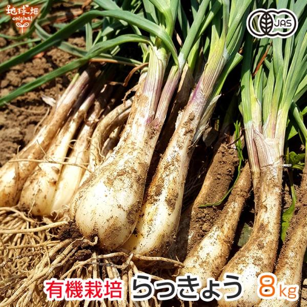 ◆地球畑の有機らっきょう◆梅雨明けから土づくりを行い、植え付けは秋口にかけて。畑の土の水分量に注意しつつ、順番に植え付け作業を進めます。地球畑では、健康食品としても多くの方に親しまれているらっきょうを、化学肥料・農薬を使用せず、有機栽培で育...