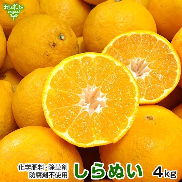 ◆地球畑の不知火(しらぬい)◆清見にぽんかんを交配して育成した品種で、頭部がこぶのように出ている愛らしい見た目が特徴の柑橘です。主に熊本県の不知火海に面した温暖な地方で、日本海からの潮風と南国の太陽をたっぷり浴びることで、味の濃い不知火にな...