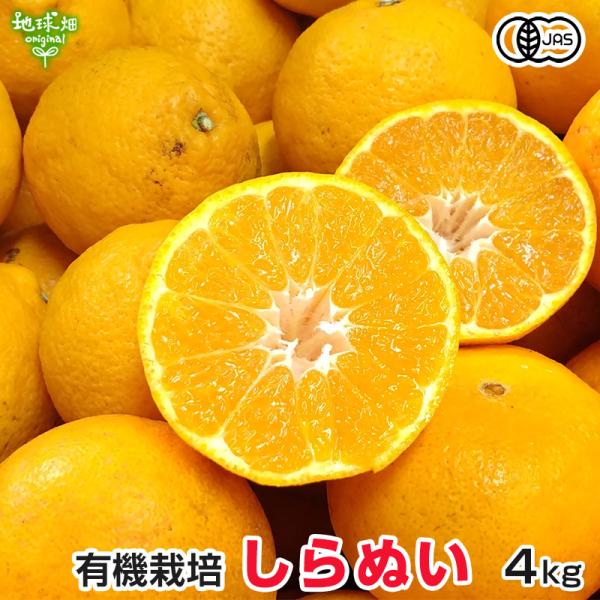 ◆地球畑の不知火(しらぬい)◆清見にぽんかんを交配して育成した品種で、頭部がこぶのように出ている愛らしい見た目が特徴の柑橘です。主に熊本県の不知火海に面した温暖な地方で、日本海からの潮風と南国の太陽をたっぷり浴びることで、味の濃い不知火にな...