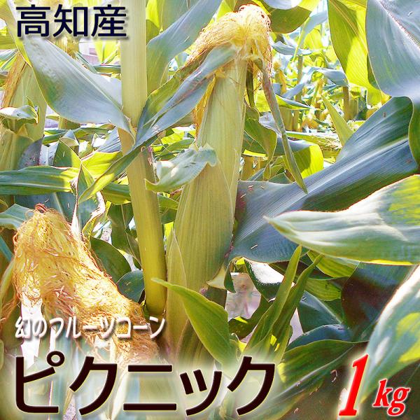 【名称】フルーツコーン【品種名】ピクニック【内容量】約１キロ（通常は4〜6本くらい入っています）※味の良いものを選んでお届けしますので、本数はこちらにおまかせ下さい。小さすぎるものは出荷しませんので。【ご注意】ご予約品です。お届け日はご指定...