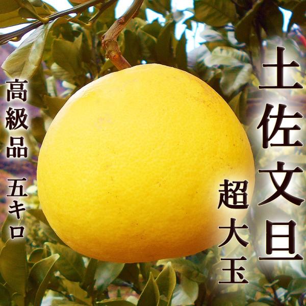 【名称】土佐文旦（露地ぶんたん）【内容量】約５キロ【ご用途】ご贈答用（化粧箱入）【サイズ】３〜４Ｌサイズ（おおよそ7〜9玉になります。）【産地】高知県【お届け】常温便（送料無料です。）でお届けします。※北海道（500円）・東北地方（220円...