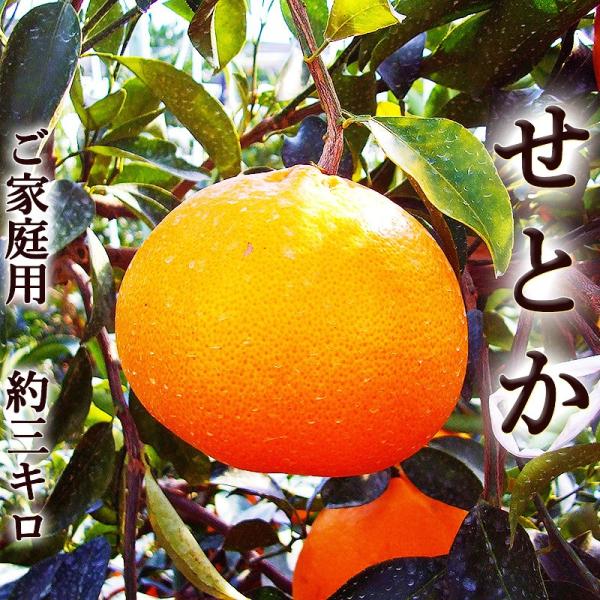 【名称】せとか【内容量】約３ｋｇ【玉数】「玉数オマカセ品」です。8〜16玉ほど入っております。【「せとか」とは？】美しいオレンジ色でなめらかで張りのある姿が特徴の「せとか」。とっても甘みが強くて酸味はほどほど、やわらかい果肉には濃厚な果汁が...