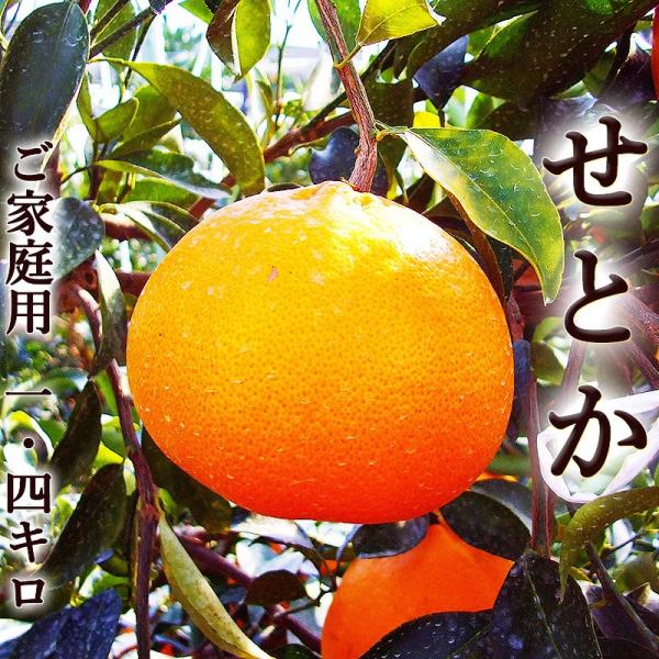 【名称】せとか【内容量】1.4ｋｇ【玉数】「玉数オマカセ品」です。5〜8玉ほど入っております。【「せとか」とは？】美しいオレンジ色でなめらかで張りのある姿が特徴の「せとか」。とっても甘みが強くて酸味はほどほど、やわらかい果肉には濃厚な果汁が...