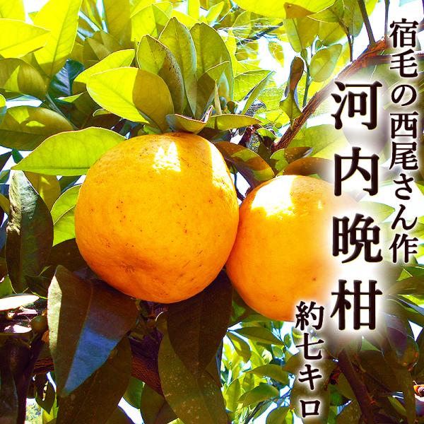 【名称】河内晩柑【内容量】約７キロ【玉数】１６〜２２玉ほど【産地】高知県宿毛市【生産者さん】西尾慶三さん【「河内晩柑」とは？】熊本の河内町で発見された文旦の血を引く晩生柑橘です。「夏ぶんたん」「美生柑」「宇和ゴールド」などとも呼ばれます。文...