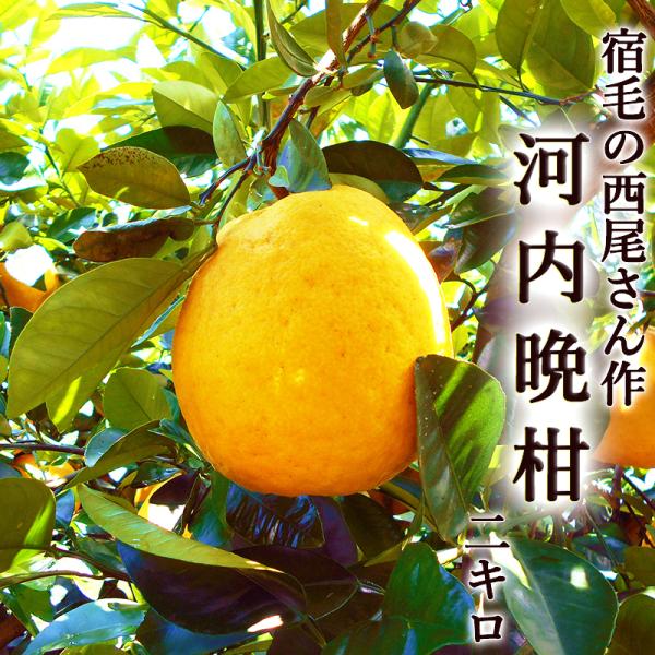 【名称】河内晩柑【内容量】２キロ【玉数】４〜７玉ほど【産地】高知県宿毛市【生産者さん】西尾慶三さん【「河内晩柑」とは？】熊本の河内町で発見された文旦の血を引く晩生柑橘です。「夏ぶんたん」「美生柑」「宇和ゴールド」などとも呼ばれます。文旦に比...