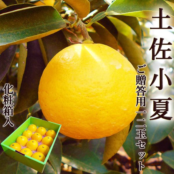 【内容】土佐小夏（ニューサマーオレンジ・日向夏）【内容量】１２玉（約2キロ前後）【サイズ】Ｌサイズ【栽培】ハウス栽培限定【ご用途】ご贈答用高級品（化粧箱入）【産地】高知県【小夏とは？】宮崎県で発見された「ゆず」の系統と考えられる柑橘で、高知...