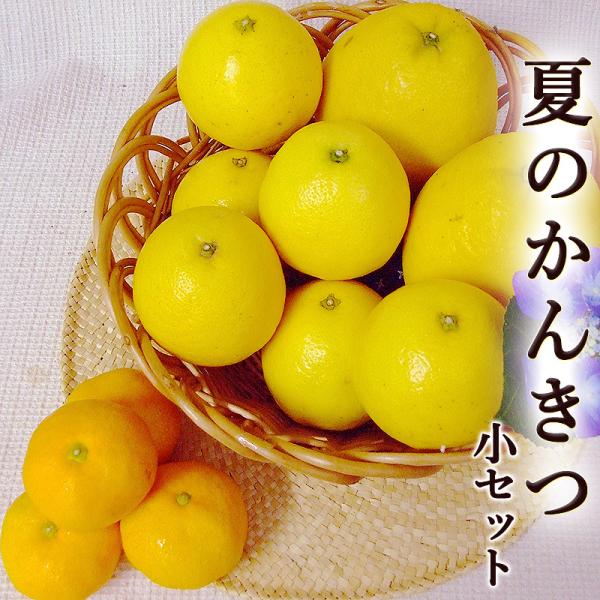 【名称】真夏の「柑橘」セット（小セット）【内容】土佐小夏・河内晩柑（夏ぶんたん）、ハウスみかんの詰め合わせセット【内容量】土佐小夏：1キロ（5〜7玉ほど）、河内晩柑（夏文旦）：2玉、ハウスみかん：300グラム（3〜5玉ほど）【サイズ】土佐小...