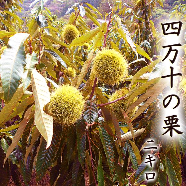 【名称】栗（くり）【重量】約２キロ【1個あたりの重さ】30グラム前後【個数】58〜68玉ほど【産地】高知県四万十市又は四万十町【品種】多品種混合（丹沢、筑波、銀寄、利平、石鎚、岸根など）【特徴】四万十川中流域の四万十町・四万十市で栽培されて...
