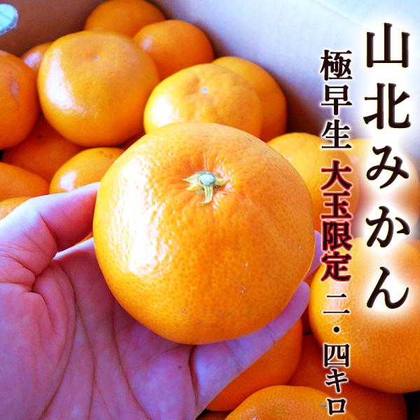 【名称】極早生温州みかん【内容量】２．４キロ【栽培方法】露地栽培【サイズ】大玉限定 Ｌ〜２Ｌサイズ【産地】高知県香南市香我美町【ランク】ご家庭用【極早生とは】9〜10月頃に出荷されるみかんです。果皮に青みが残っていますが、時期がすすむと黄色...