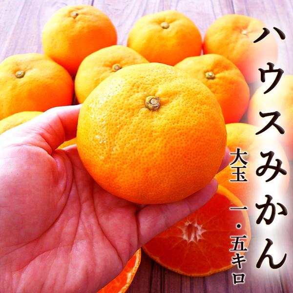 【名称】温州みかん 大玉サイズ【内容量】約１．５ｋｇ【サイズ】３Ｌサイズ【玉数】7〜10玉ほどです【荷姿】白い段ボール箱に入れてお届けいたします。化粧箱は入っておりませんので、ご注意くださいませ。【産地】高知県【栽培方法】温室栽培【「ハウス...