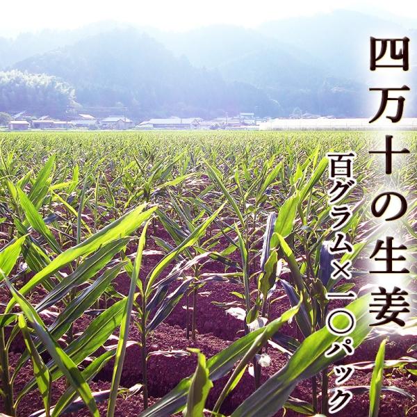 【名称】四万十のしょうが（生姜）【内容】生姜（ひね生姜）【種類・品種】大生姜（品種：土佐一）【生姜の状態】出荷直前に水洗いしており、土付きではございません。ただ、わずかな土やホコリ等が付着している場合がございますので、軽く水洗いしてからお使...