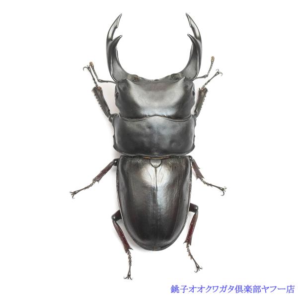 オオクワガタ　能勢YG血統