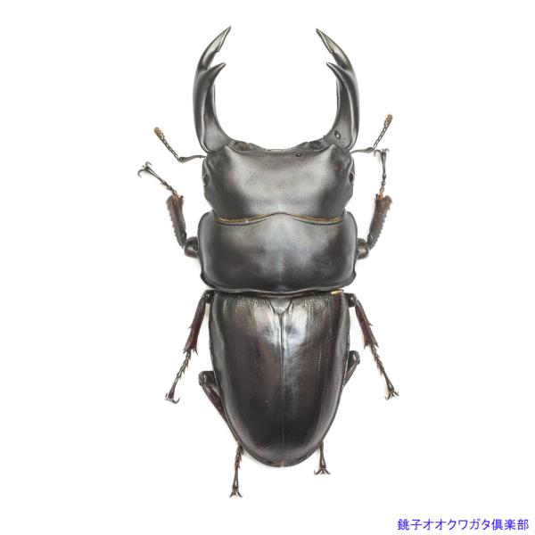オオクワガタ　能勢YG血統