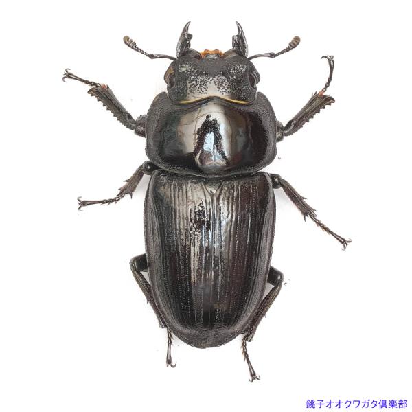 オオクワガタ　能勢YG血統