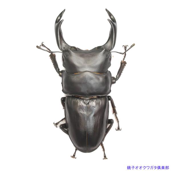 オオクワガタ　能勢YG血統