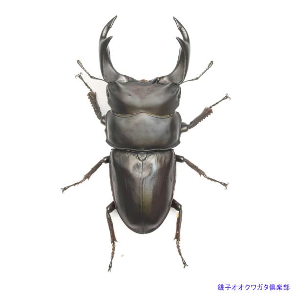 オオクワガタ　能勢YG血統