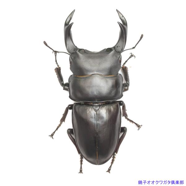 オオクワガタ　能勢YG血統