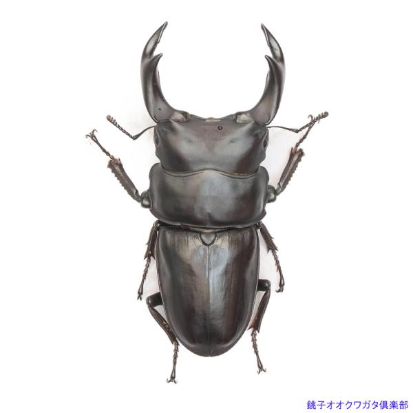 オオクワガタ　能勢YG血統