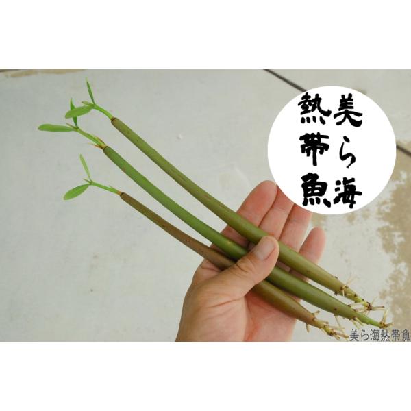 メヒルギ（マングローブ）