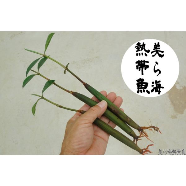 オヒルギ（マングローブ）