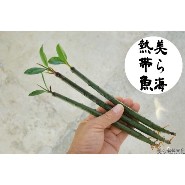 ヤエヤマヒルギ（マングローブ）