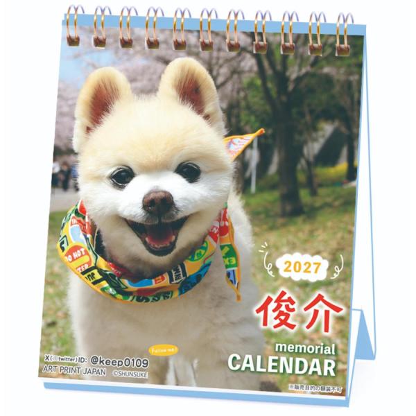 【発売日：2026年09月03日】ぬいぐるみのようなかわいさが大人気の柴犬カットの<br>ポメラニアン「俊介」のカレンダーです。<br>カレンダーには簡単なスケジュールも書き込めるので使い勝手もGOOD<br&...