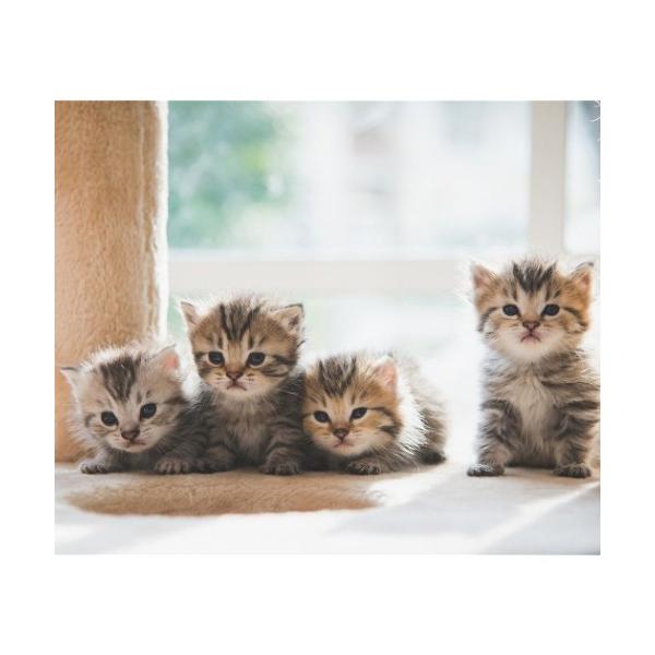 「取寄品」 「写真・フォトアート」 プチ キャンバスアート 写真 アート Petit Canvas Art なかよし 美工社 32×25×2.5cm フレームレス たくさん飾って楽しいお手軽アート フレームがついていない為軽く、届いてすぐに...