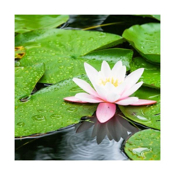 「取寄品」 「写真・フォトアート」 Petit Canvas Art プチ キャンバスアート 写真 アート インテリア 癒し ギフト 装飾 30×30×2.5cm フレームレス たくさん飾って楽しいお手軽アート フレームがついていない為軽く...