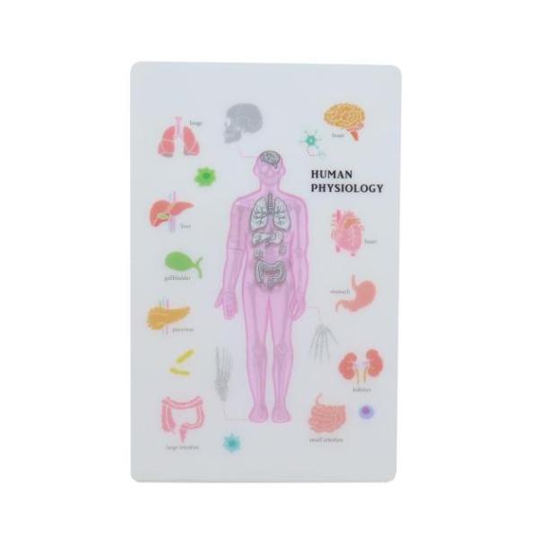 「ステーショナリーその他」 クリアブックマーク STUDY HOLIC しおり Green Flash 人類生物学 スタディホリックシリーズは「学び」がテーマのステーショナリー 未知なる世界を知るワクワク感を届け、あなたの知的好奇心をくすぐ...