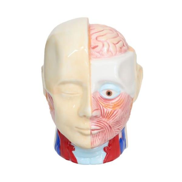 「貯金箱」 陶器製貯金箱 おもしろ雑貨 人体模型バンク サンアート セラミックフィギュアバンク プレゼントにもぴったりな面白貯金箱 普段の生活をちょっぴり愉しくする貰って嬉しい雑貨シリーズこちらはインパクト抜群の[貯金箱]インテリアとしてお...