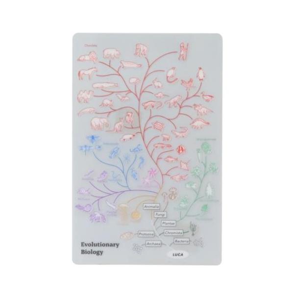 「ステーショナリーその他」 しおり STUDY HOLIC クリアブックマーク 進化生物学 Green Flash スタディホリックシリーズは「学び」がテーマのステーショナリー 未知なる世界を知るワクワク感を届け、あなたの知的好奇心をくすぐ...