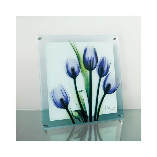「取寄品」 「フラワーアート」  ガラスアート X RAY チューリップイマジン Mサイズ 雑貨 フラワー アート インテリア ユーパワー 30×30cm 繊細で不思議な質感・・・ クリアなガラスのプレートに、透明感のあるレントゲンモチーフ...