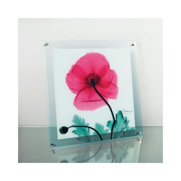 「取寄品」 「フラワーアート」 フラワー アート ガラスアート X RAY ユーパワー ポピーマルサーラ Mサイズ 雑貨 30×30cm お洒落 フォト インテリア 繊細で不思議な質感・・・ クリアなガラスのプレートに、透明感のあるレントゲ...