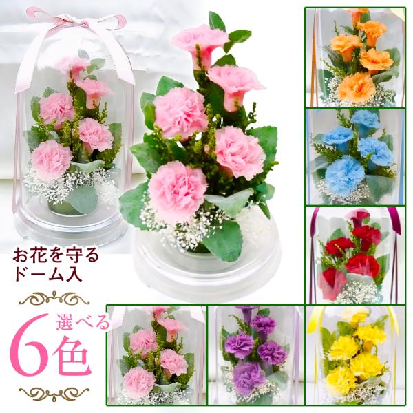 人気のドームアレンジのカーネーションバージョンです。幸せな贈り物にぴったり。またお誕生日やご結婚の祝いとして人気です。玄関先リビング、どんな場所にも似合いそうですね。お好みでフタを開けて飾っていただけます。＜商品詳細＞●花器：ドーム（アクリ...