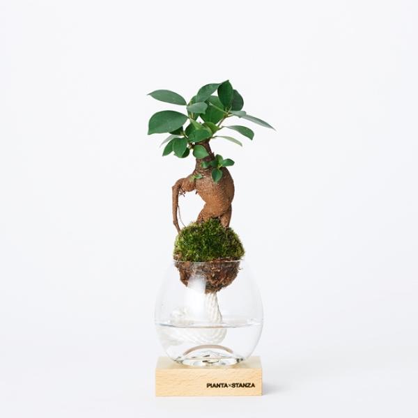 ピアンタスタンツァ トーチ ガジュマル 苔玉 コケダマ フラワーベース ライト 間接照明 おしゃれ ルーム インテリアグリーン 観葉植物 飾り ボタニカルキャンドル 癒し LED