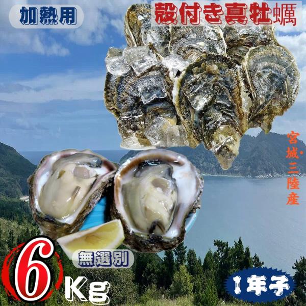 ■商品名:殻付き生牡蠣（１年子）■内容量: 6kg /箱（30個〜75個）■生産地：宮城県牡鹿半島■保存方法：要冷蔵■用途：加熱用※無選別（８０g〜２００g）■消費期限：加熱の場合は発送日から5日間、冷凍された場合は3ヶ月、解凍後2日以内(...