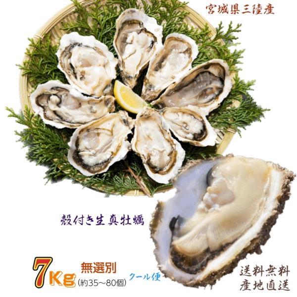■商品名:殻付き生牡蠣（無選別）■内容量: ７kg /箱（約３５個〜８０個）■生産地：宮城県牡鹿半島■保存方法：要冷蔵■用途：生食用■消費期限：生食の場合は発送日から4日間、加熱の場合は発送日から5日間、冷凍された場合は3ヶ月、解凍後2日以...