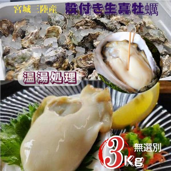 ■商品名:温湯処理殻付き生牡蠣■内容量: ３kg /箱（約１５個〜３７個）■生産地：宮城県牡鹿半島■保存方法：要冷蔵■用途：温湯処理養殖真牡蠣 ※無選別（約８０g〜２００g）■消費期限：加熱の場合は発送日から5日間、冷凍された場合は3ヶ月、...
