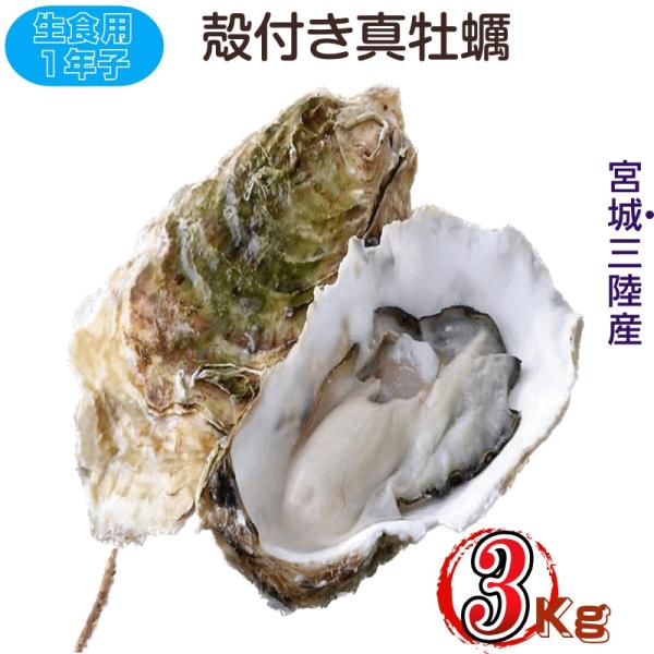 ■商品名:殻付き生牡蠣（１年子）■内容量: 3kg /箱（約１5個〜30個）■生産地：宮城県牡鹿半島■保存方法：要冷蔵■用途：生食用 ※無選別（約８０g〜２００g）■消費期限：生食の場合は発送日から5日間、冷凍された場合は3ヶ月、解凍後2日...