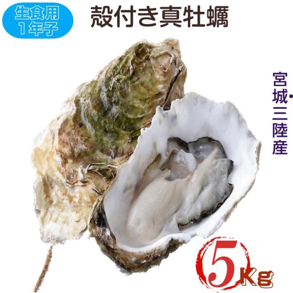 ■商品名:殻付き生牡蠣（１年子）■内容量: 5kg /箱（約25個〜62個）■生産地：宮城県牡鹿半島■保存方法：要冷蔵■用途：生食用 ※無選別（約８０g〜２００g）■消費期限：生食の場合は発送日から5日間、冷凍された場合は3ヶ月、解凍後2日...
