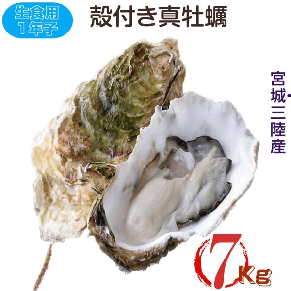 ■商品名:殻付き生牡蠣（１年子）■内容量: 7kg /箱（約35個〜87個）■生産地：宮城県牡鹿半島■保存方法：要冷蔵■用途：生食用 ※無選別（約８０g〜２００g）■消費期限：生食の場合は発送日から5日間、冷凍された場合は3ヶ月、解凍後2日...